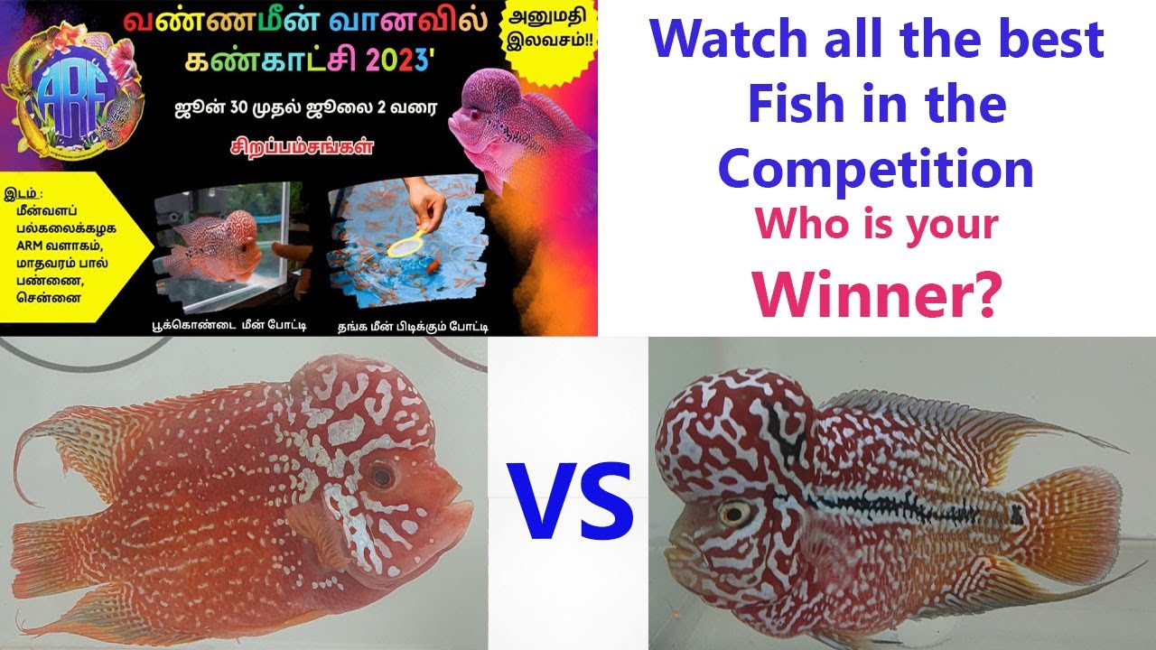Flowerhorn Fish Competition - Aqua Rainbow Festival 2023 - YouTube