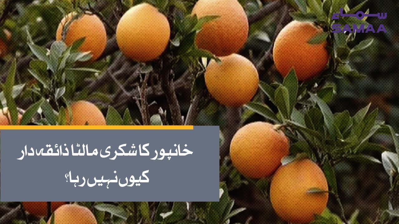 Khanpur ka Shakri Malta Zaiqedaar Kyun Nahi Raha? | SAMAA TV | 02 Jan ...