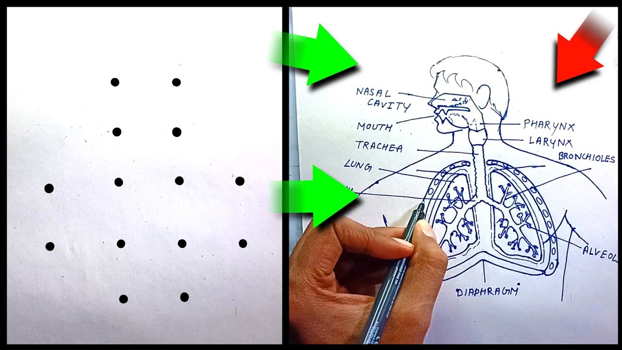 Labelled Diagram how to Draw Human Respiratory System Diagram 14 dots ...