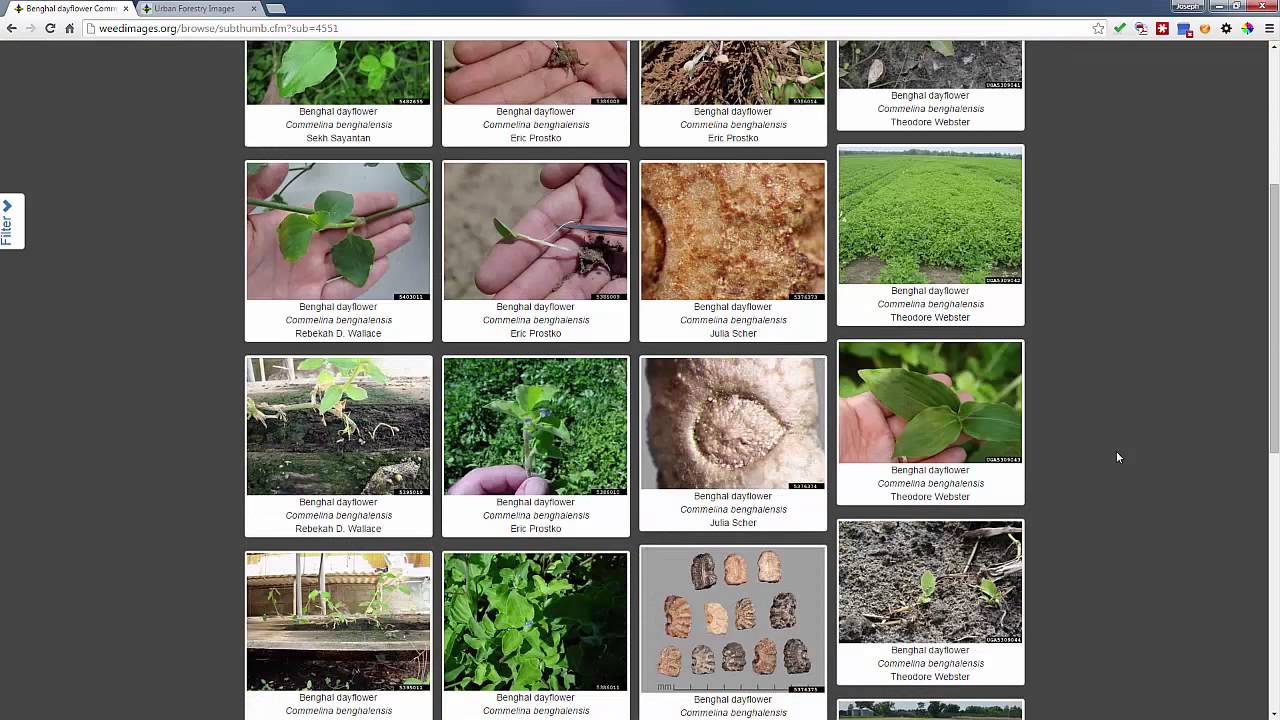 The New Bugwood Image System - YouTube