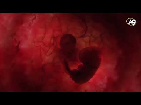 Bebeğin embriyolojik gelişimiyle ilgili Kuran mucizesi