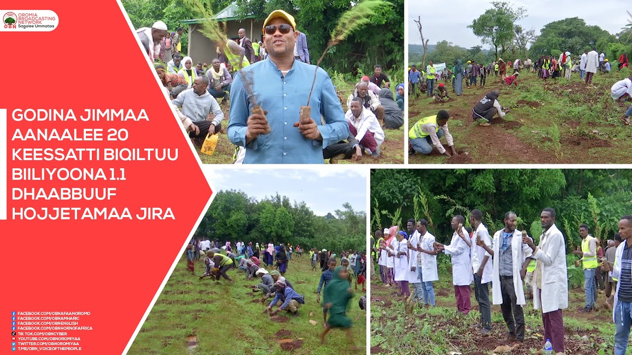 Godina Jimmaa aanaalee 20 keessatti biqiltuu biiliyoona 1.1 dhaabbuuf ...