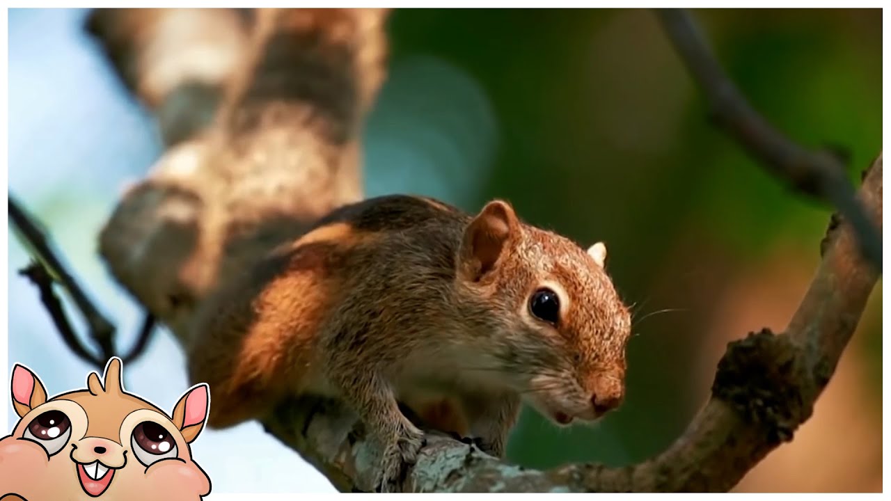 Tina Reacts to The Rodent Tier List 🐿 - YouTube