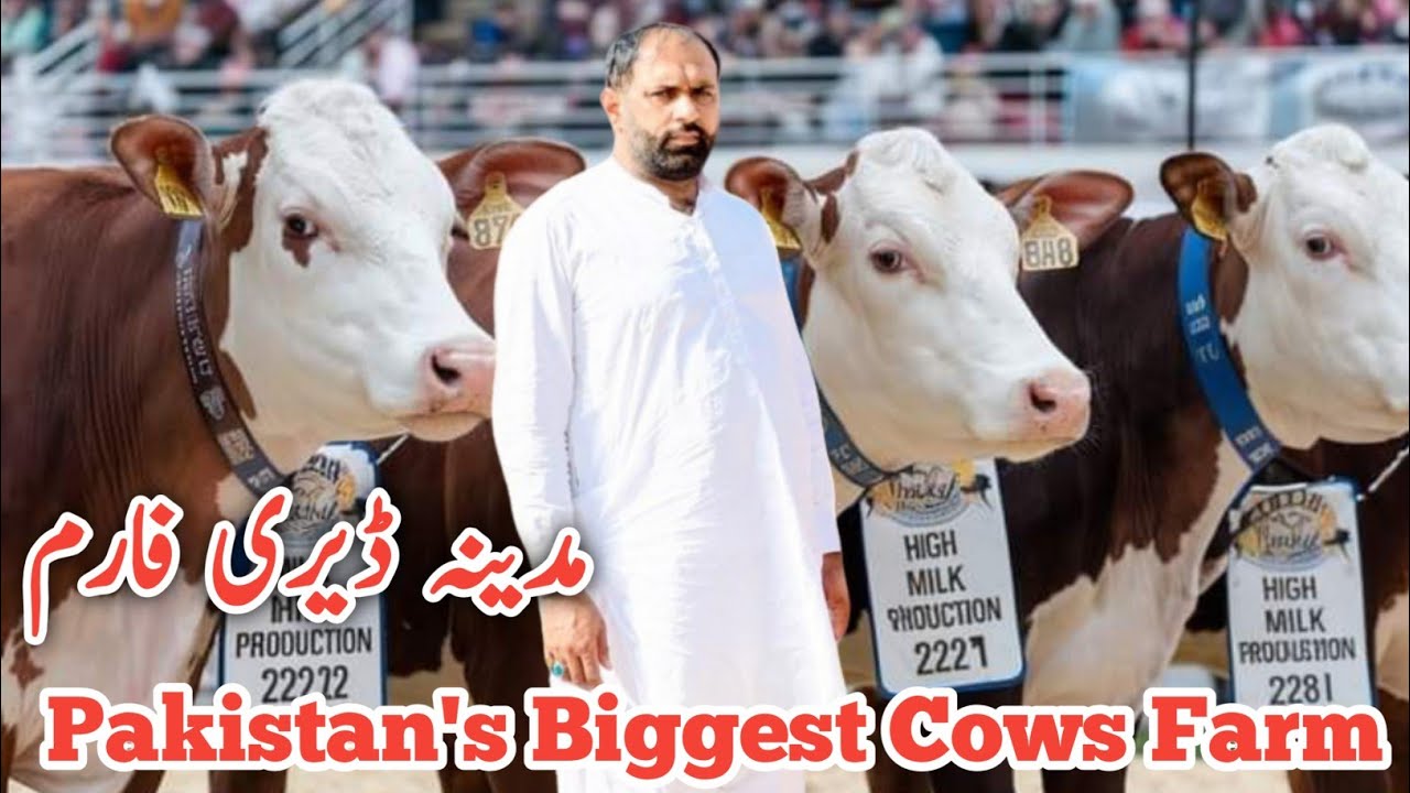Madina Dairy Farm | Pakistan's Biggest cows Farm | Montbillerd cows ...