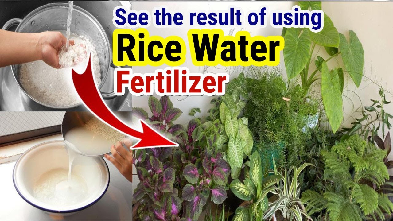Organic Fertilizer For Plants | Rice Water Fertilizer For Plants - Top ...