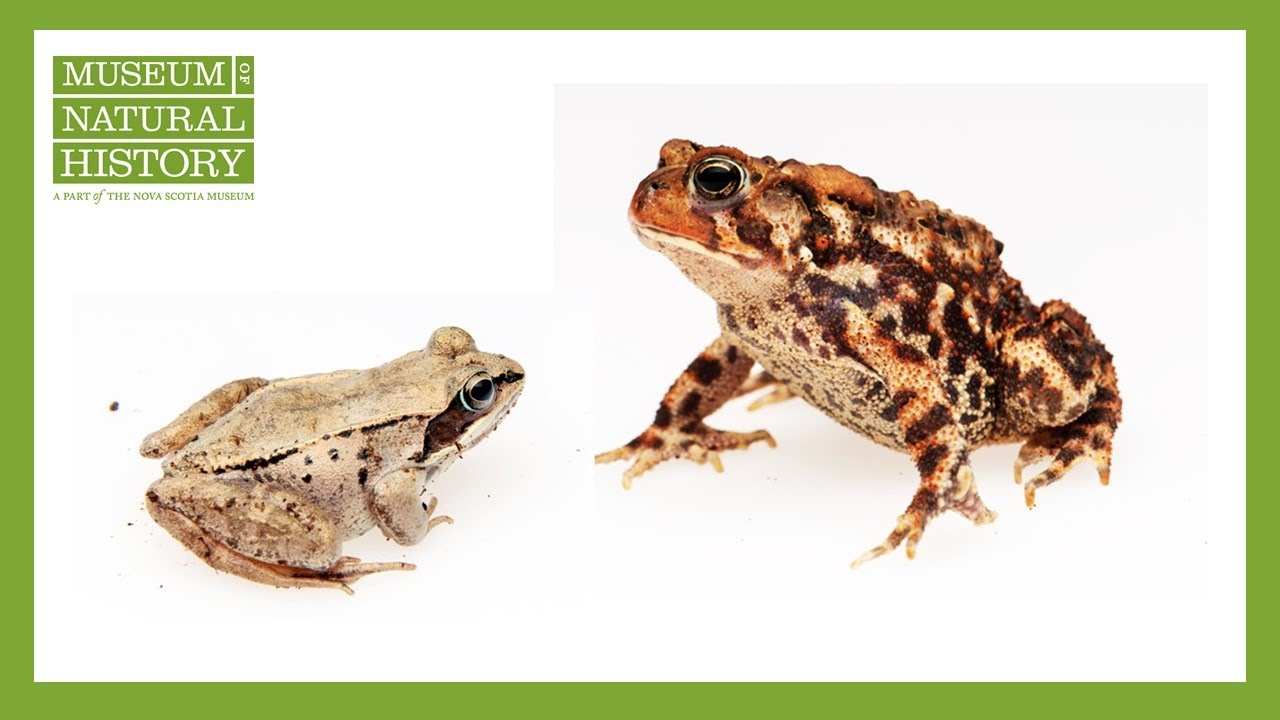Feeding Wood Frogs and an American Toad - Animal Care at the Museum ...
