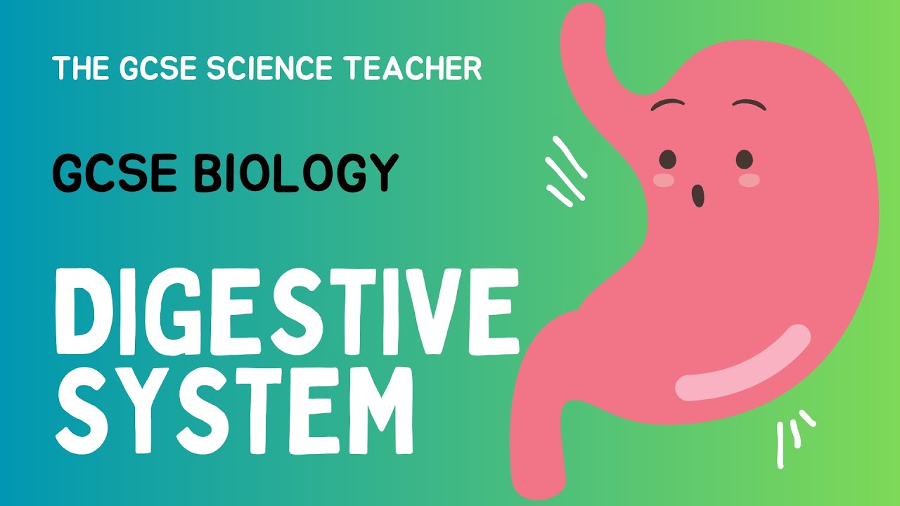 Digestive System (GCSE Biology) | The GCSE Science Teacher - YouTube