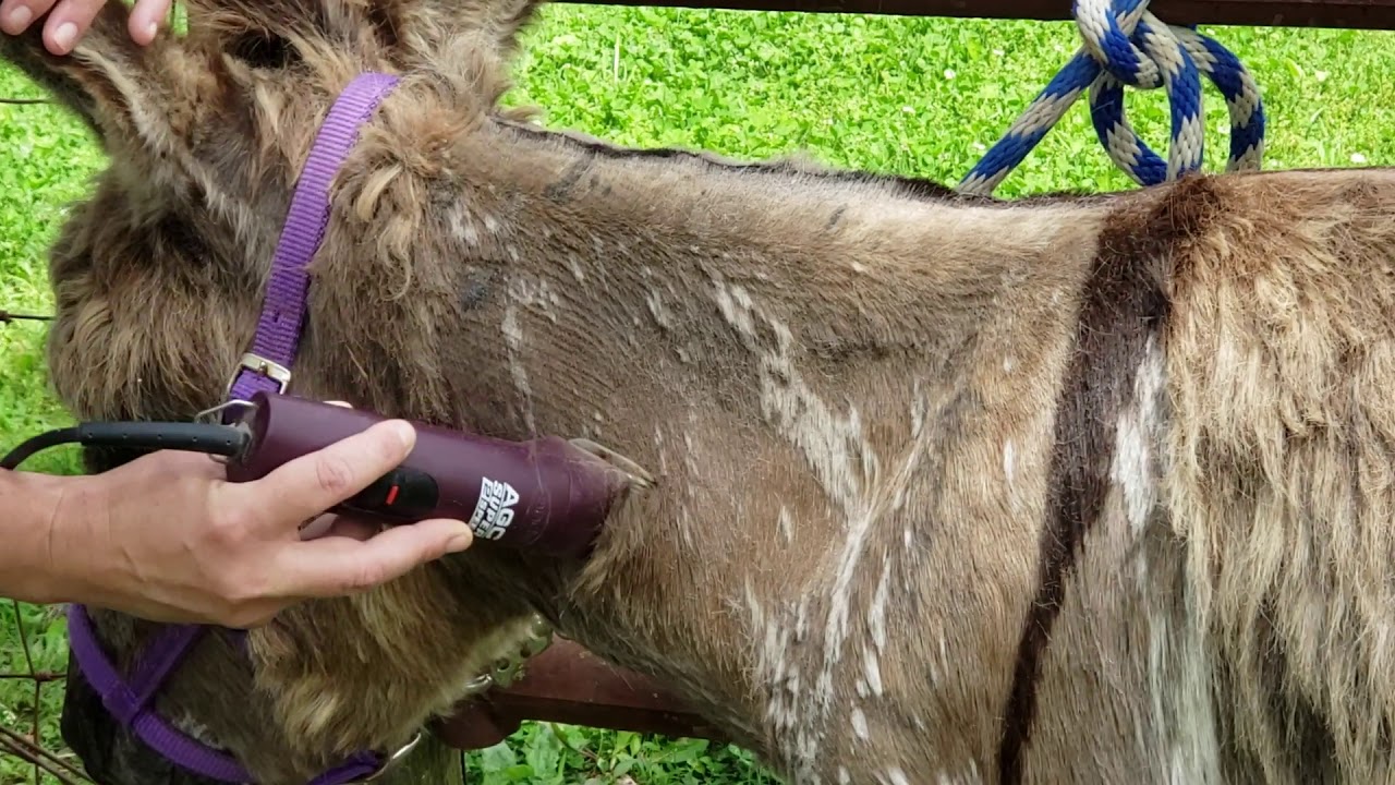 Unusual marked/brindle miniature donkey jack. - YouTube