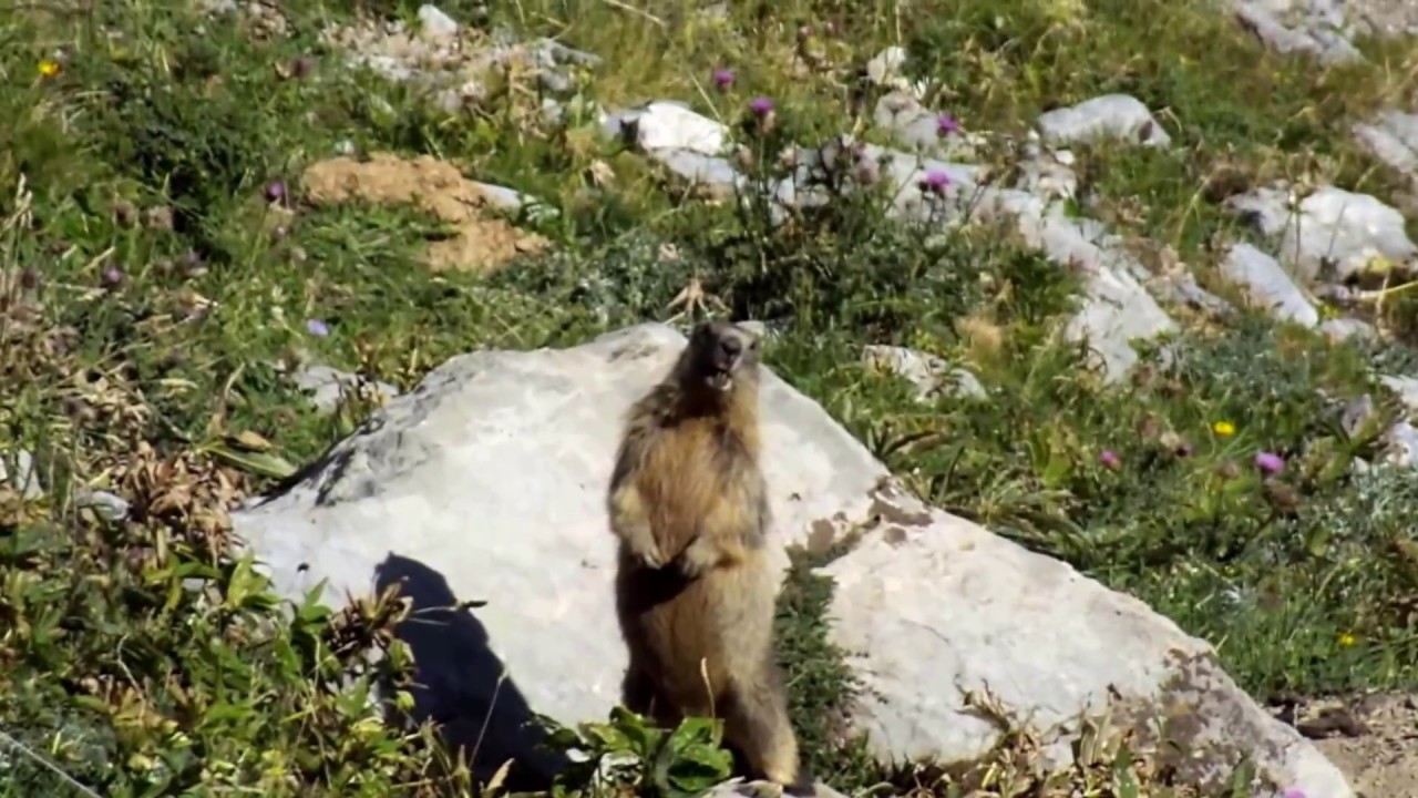 MARMOTA - YouTube