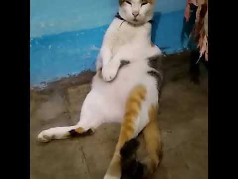 My cat poosi - YouTube
