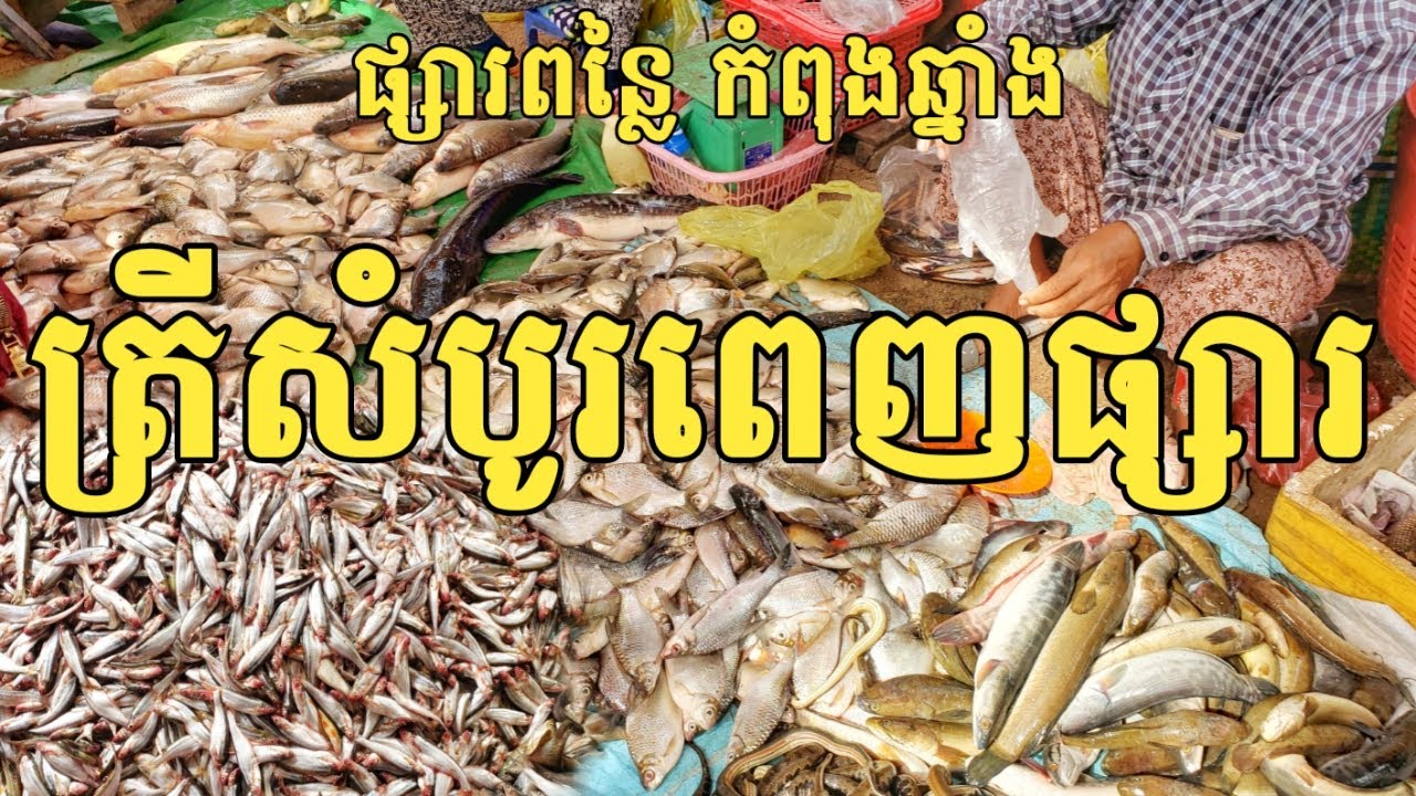 ថ្ងៃនេះត្រីសំបូរពេញផ្សារ || Khmer Fish Market || Freshwater Fish Market ...