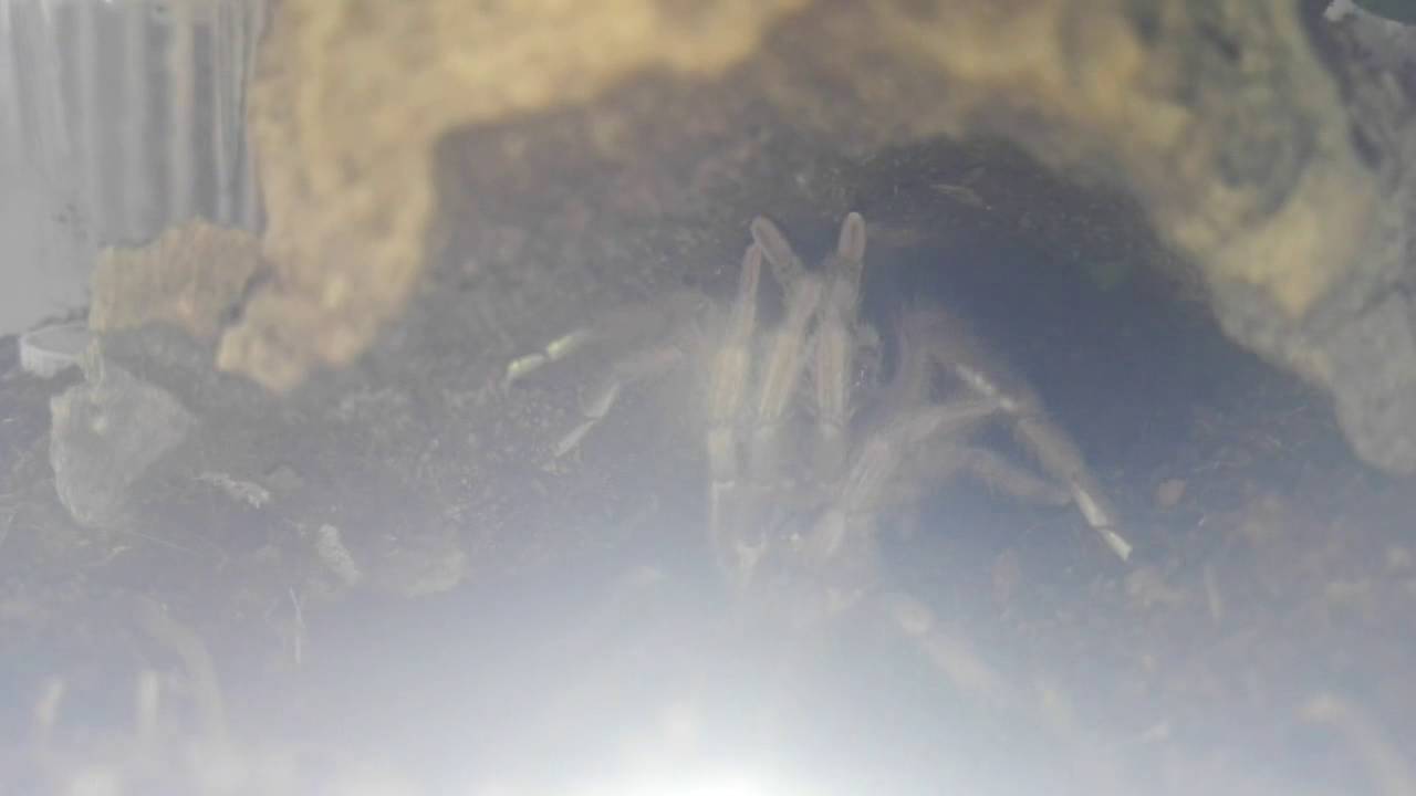 Neoholothele incei gold mating - YouTube