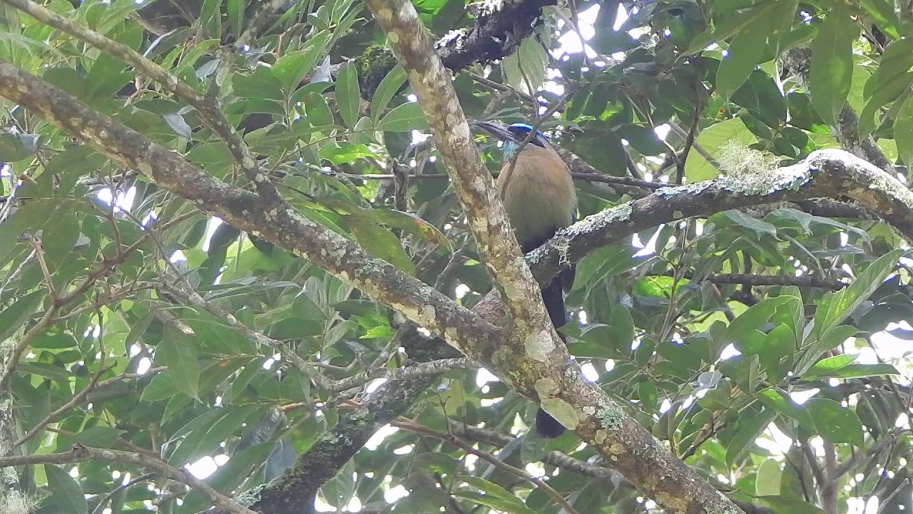 Lesson's Motmot on finca Habbus de Kwie Tinamou cottage Boquete(Panama ...
