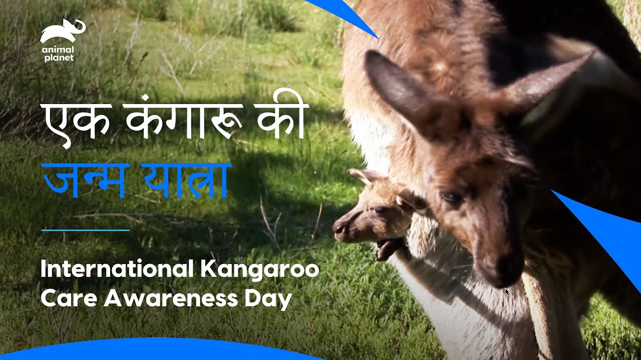 Witness The Miracle Of Life With Kangaroos Animal Planet witness-the-miracle-of-life-with-kangaroos-animal-planet