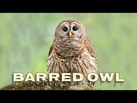 Barred owl sounds, barred owl hooting - YouTube