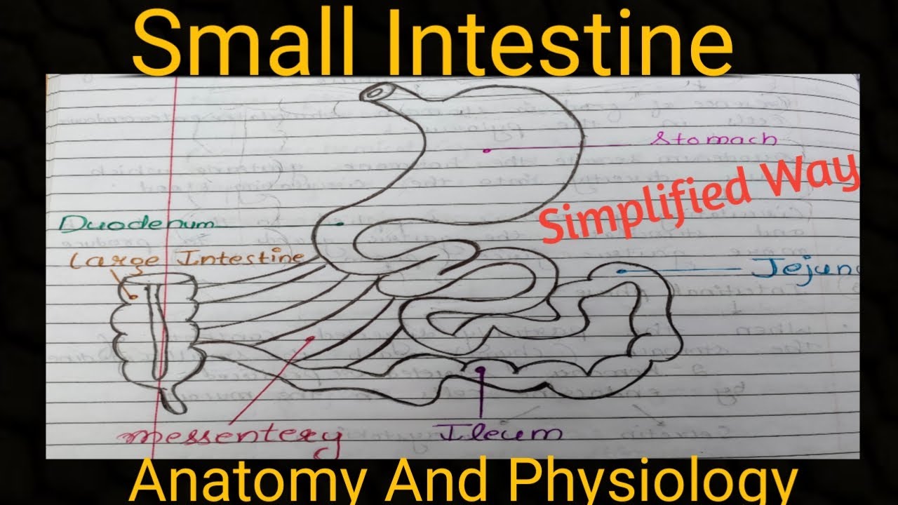 Small Intestine (Anatomy And Physiology) - YouTube