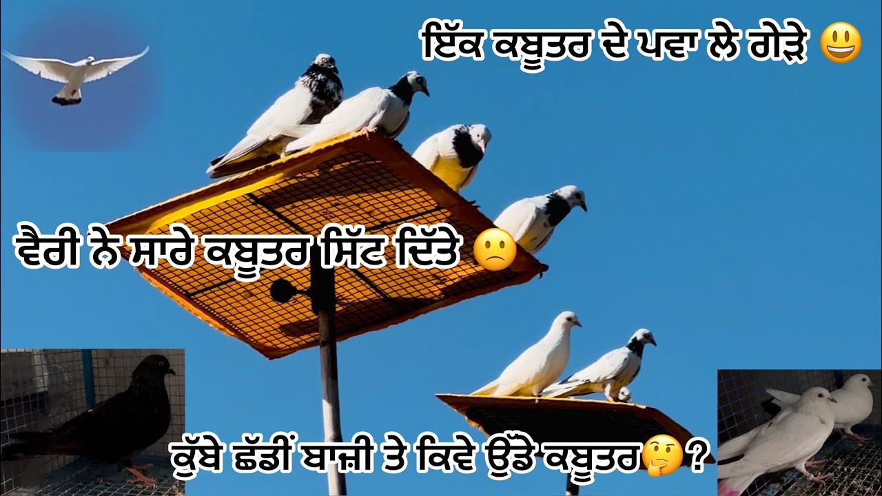 ਕਬੂਤਰ ਦੇ ਪਵਾ ਲੇ ਗੇੜੇ ਅੱਜ 😃 #kabootar #kabutar #pingeon #pigeonpigeon # ...