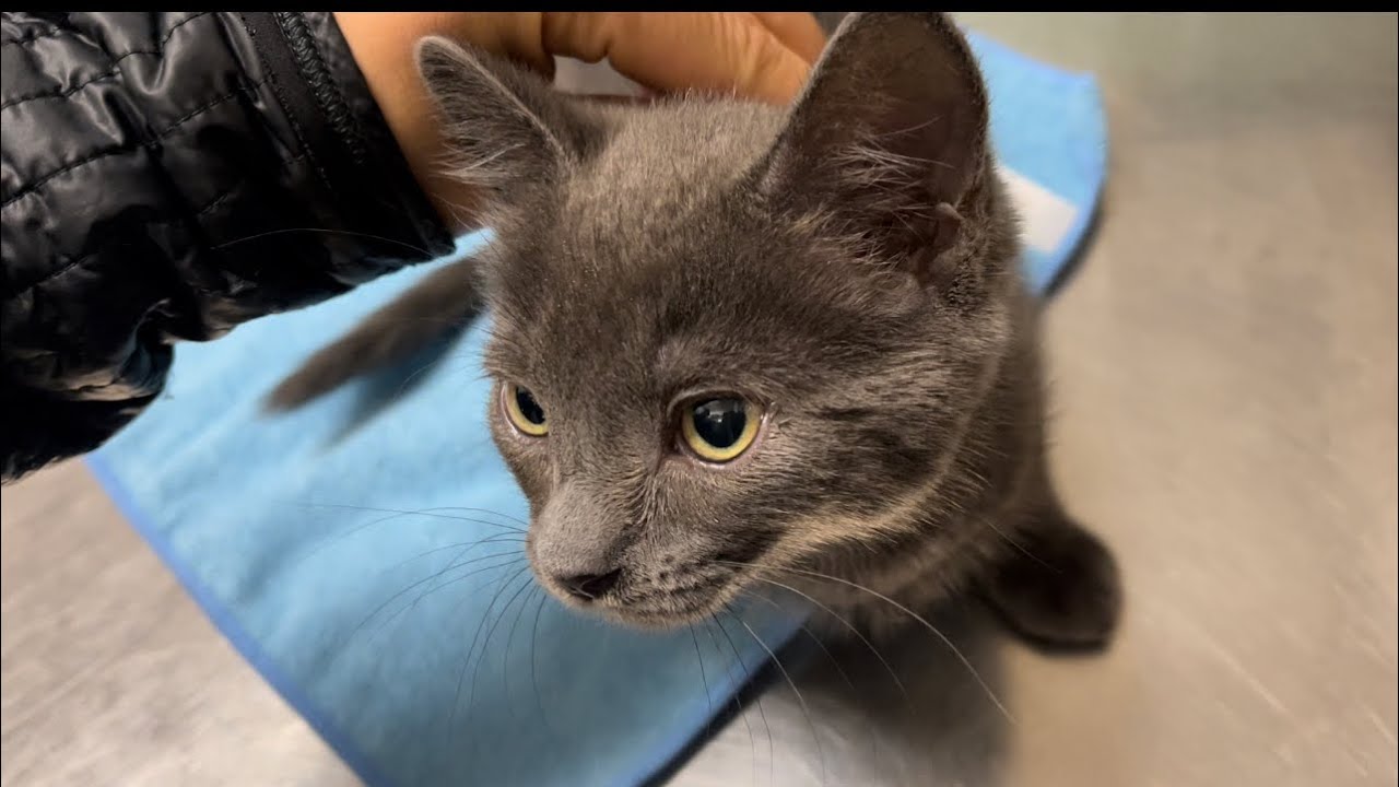 JUNEBUG the cat getting his temperature checked and was purring 🐱 ...