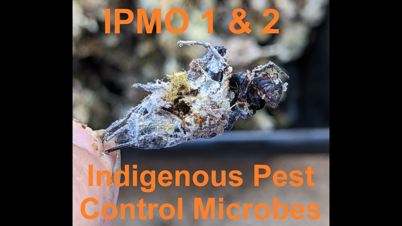 IPMO 1 & 2 Indigenous Pest Control Microbes Guide - YouTube