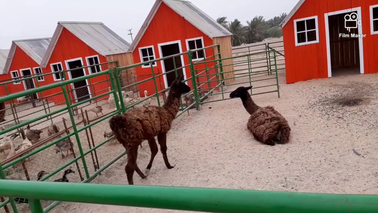 Kuwait Winter farm visit Part--2...... - YouTube