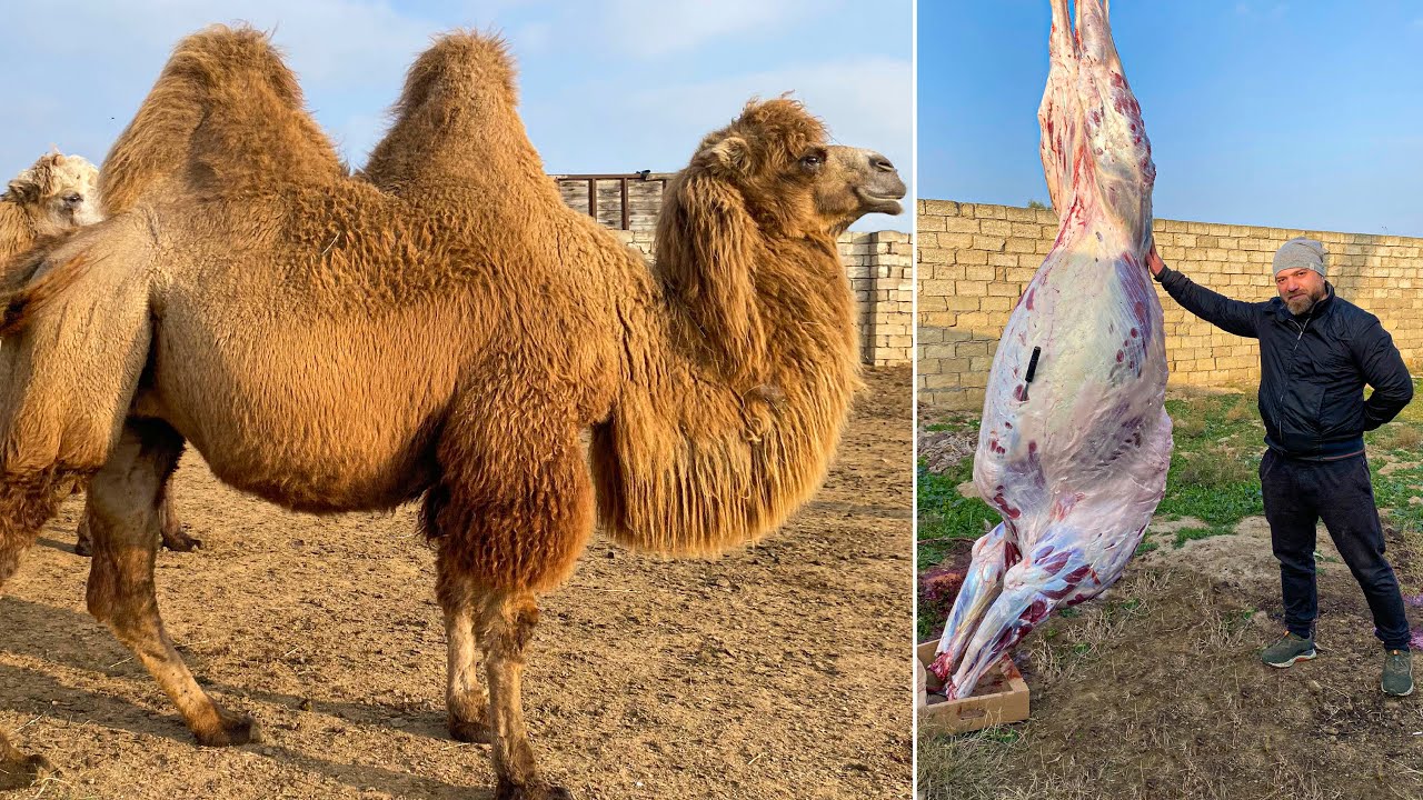 Cooking a Camel on a Campfire in the Azerbaijani style! ASMR Cooking ...