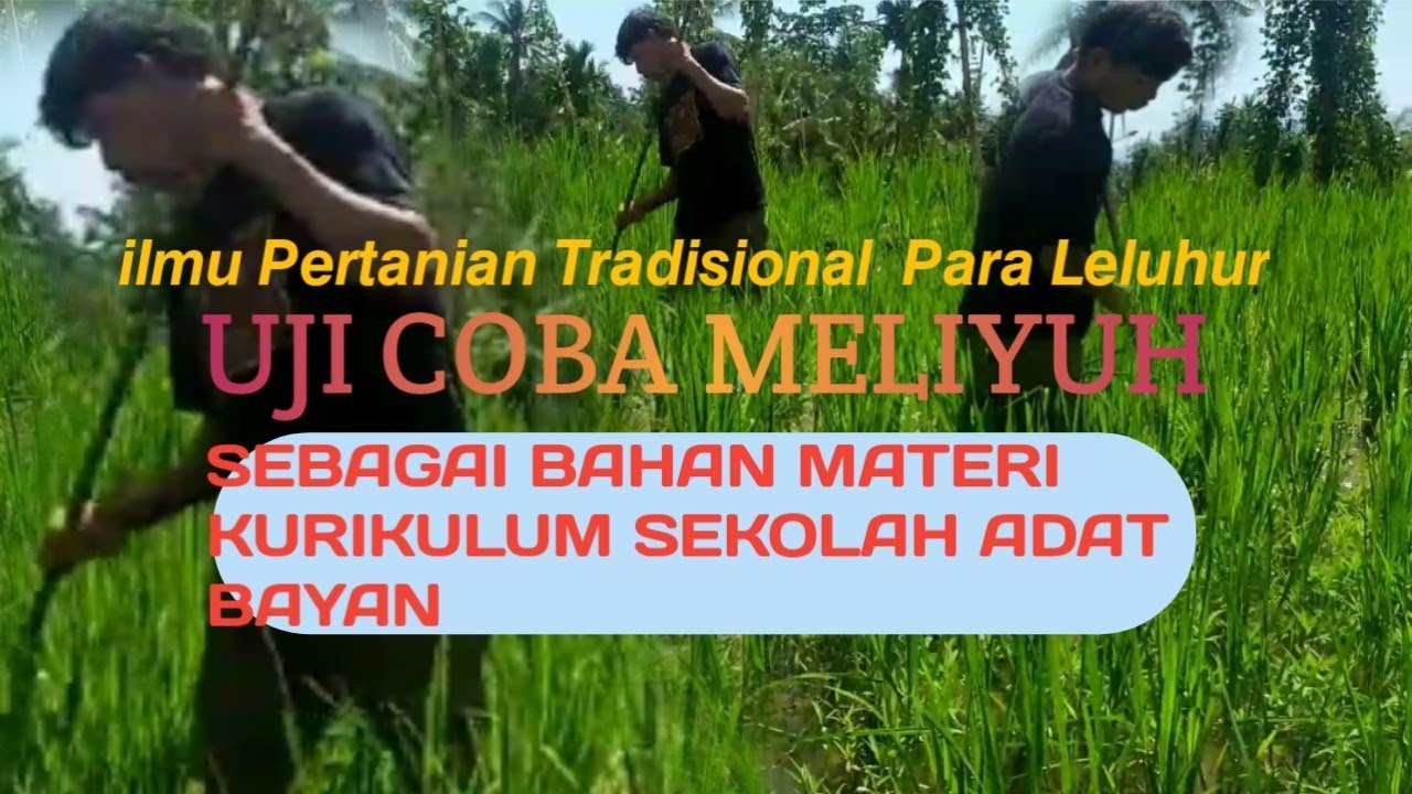 PROSES PEMBASMIAN HAMA RUMPUT GONDA (Pertanian tradisional Bag:3) # ...