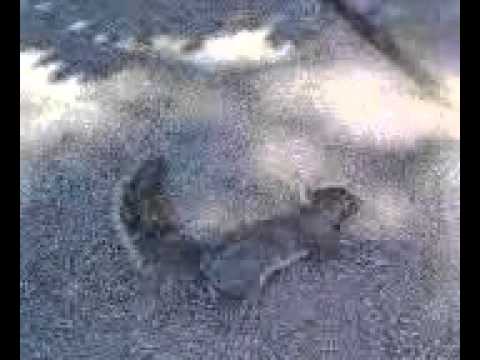 Rabid Squirrel - YouTube
