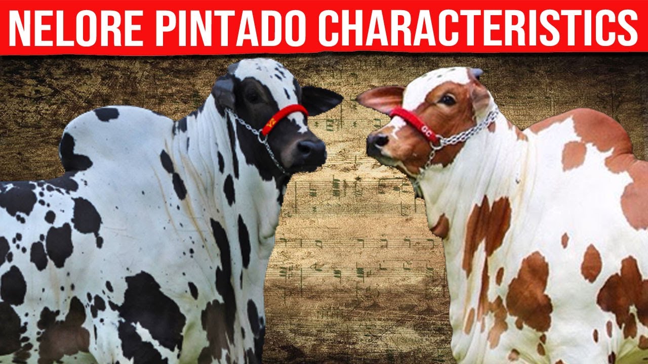 🔴 NELORE CATTLE PINTADO Characteristics Biggest Bulls And Cow - YouTube