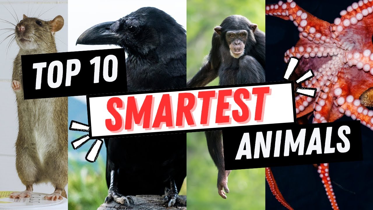 🐭Top 10 Smartest Animals in the World🧠 - YouTube