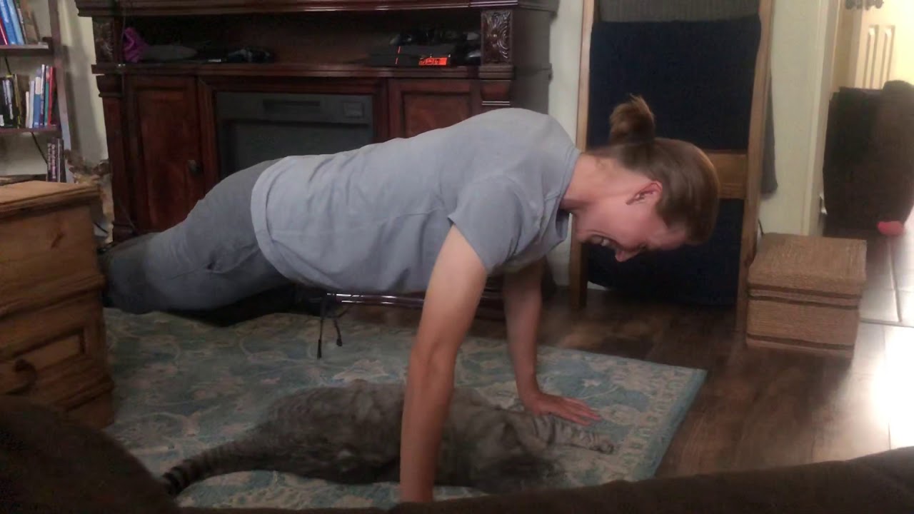Adorable Cat - Get those push ups! - YouTube