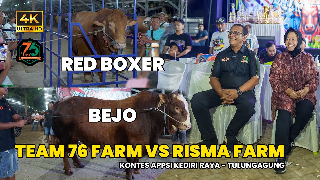 Pertarungan Sapi Red boxer Risma Farm Vs Bejo Team 76 Farm | Kontes ...