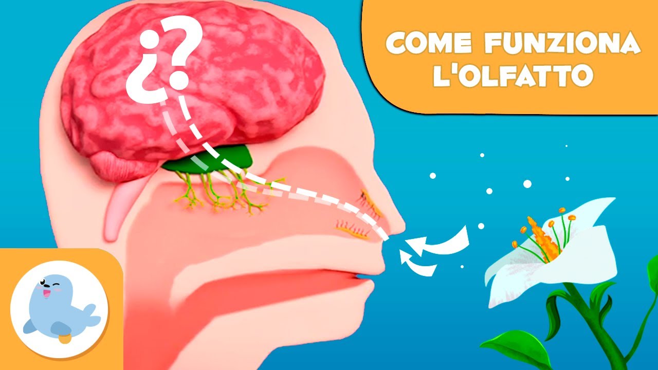 Come funziona l'olfatto? - I sensi per bambini - YouTube