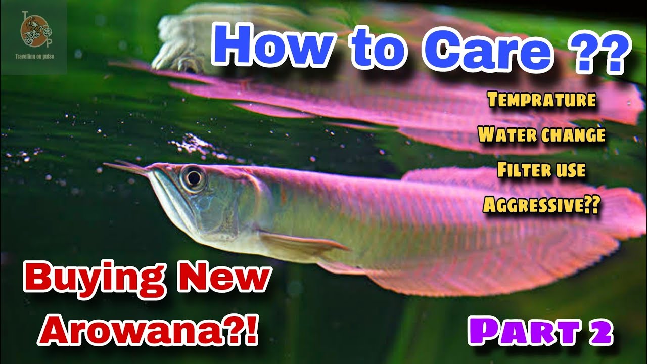 Buying New Arowana || Fish Tank setup for Arowana || How to Care ...