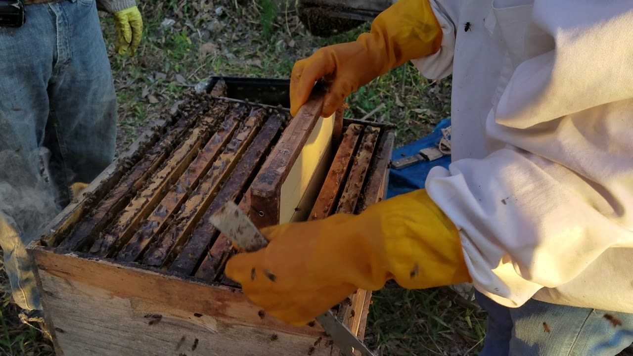 Como colocar ALZAS MELARIA a tu colmena paso a paso - YouTube