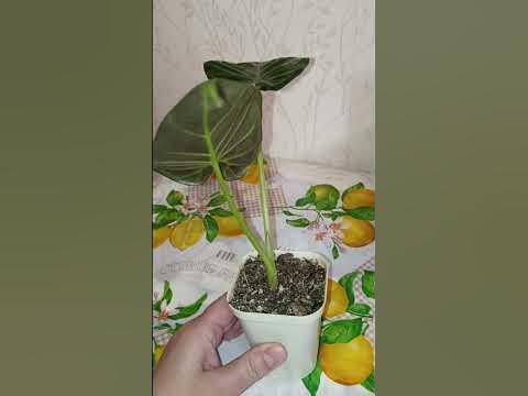 Алоказия "Регал Шилдс"🌱одна из любимых♥️😊 - YouTube