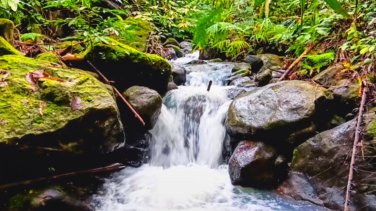 Crystal Clear Rainforest Waterfall Flowing Over Mossy Stones – Soothing ...