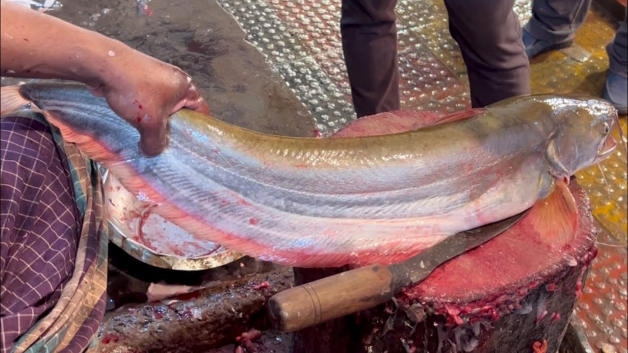 Big Boal Fish Cutting By Expert Fish Cutter | Amazing Fish Cutting ...