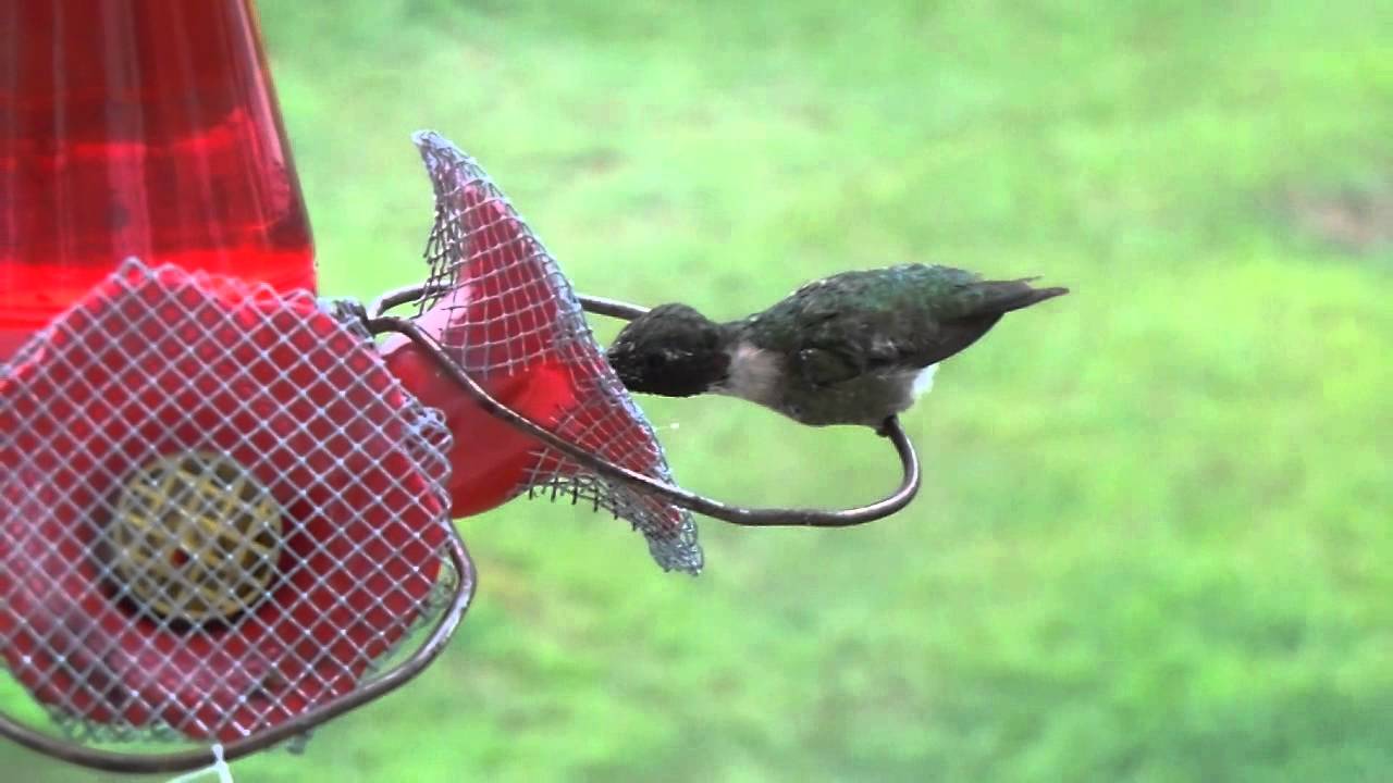 Stunning close up of hummingbird with red neck only seen for flashes ...