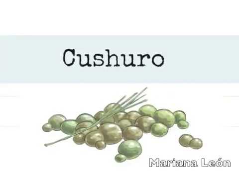 Cushuro- Insumos del Peru y del Mundo - YouTube