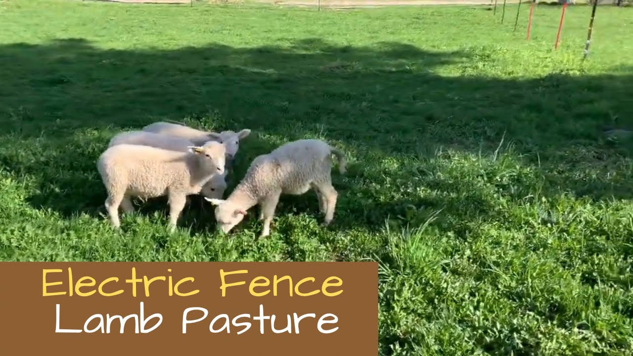 Electric Fence for Lamb Pasture gets Set Up to Allow Some Lambs ...