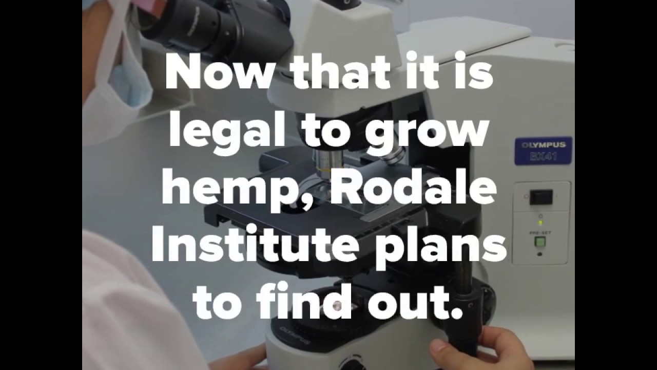 Industrial Hemp Trial - YouTube