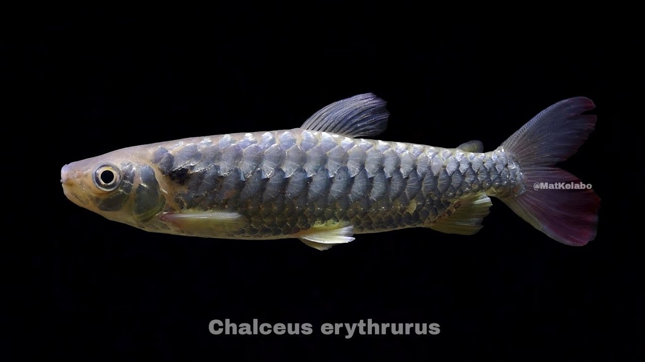 Chalceus erythrurus @ Yellowfin Chalceus (South America) - YouTube