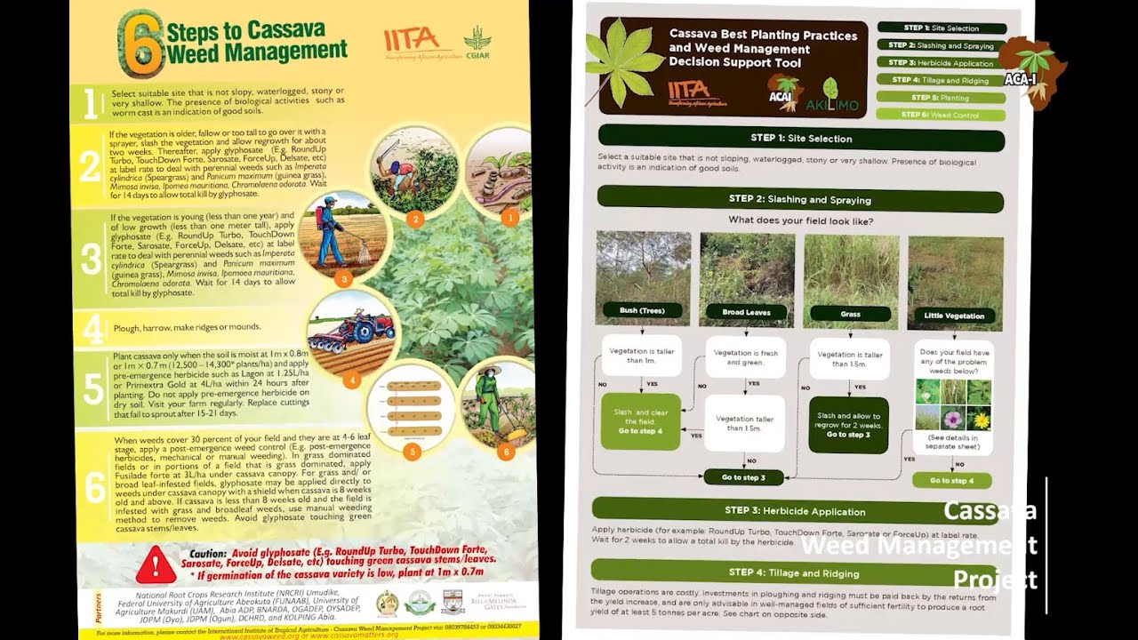 TAAT Technology: 6 steps Of Cassava weed management - YouTube