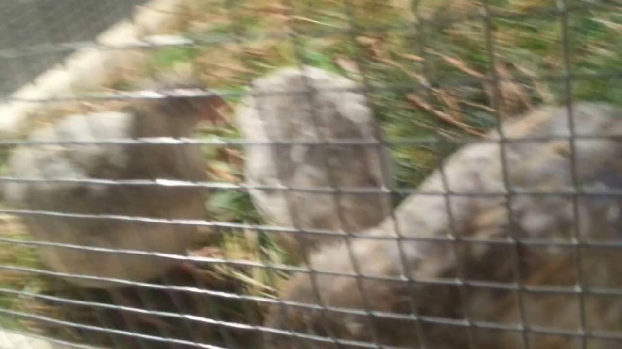 Silver Quails - YouTube