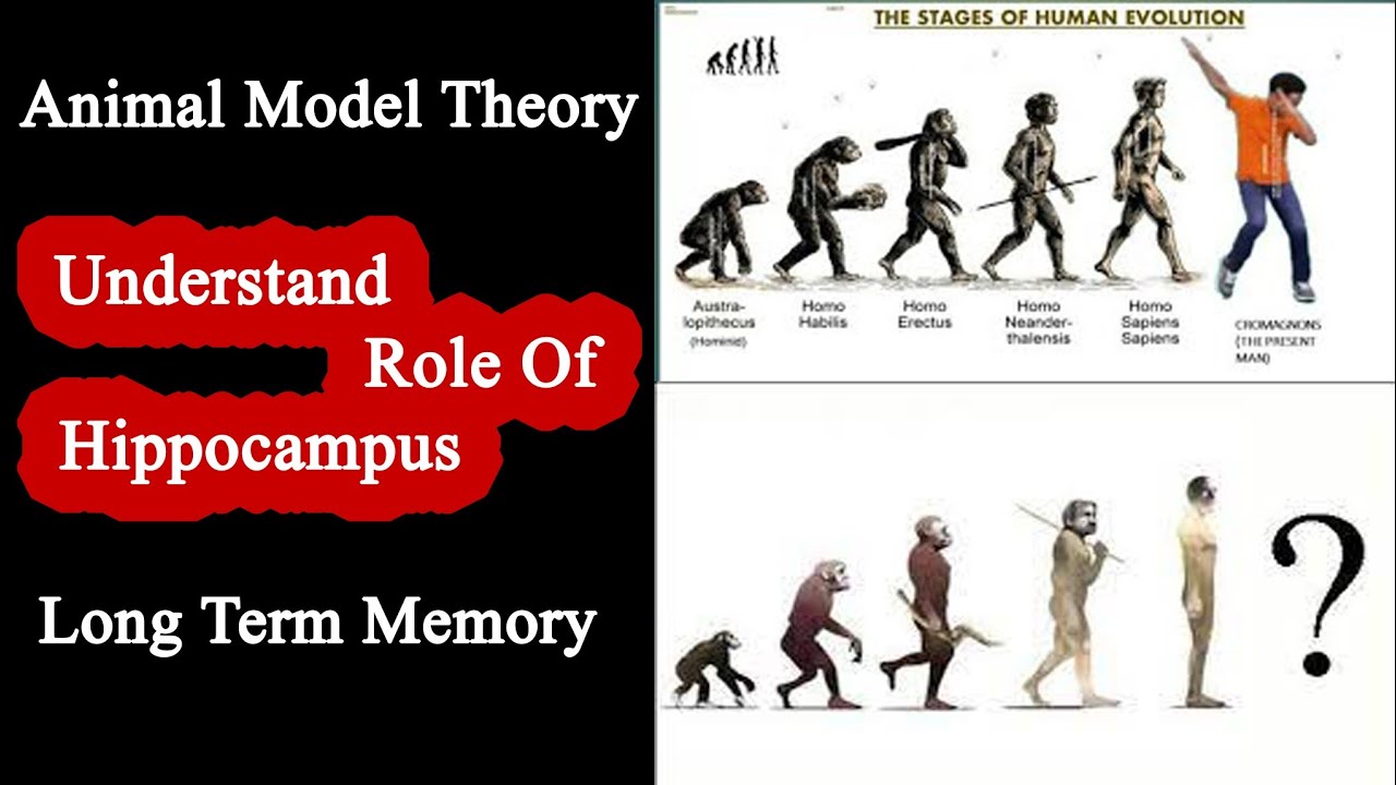 Animal Models Of Memory And Learning Research Cognitive Psychology M.A ...