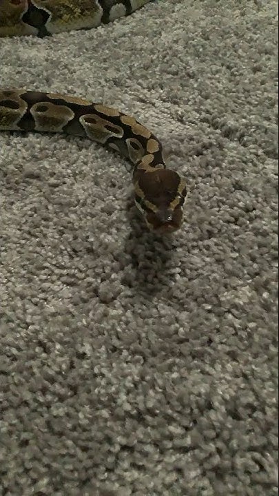 My 4 Year old normal ball python - YouTube