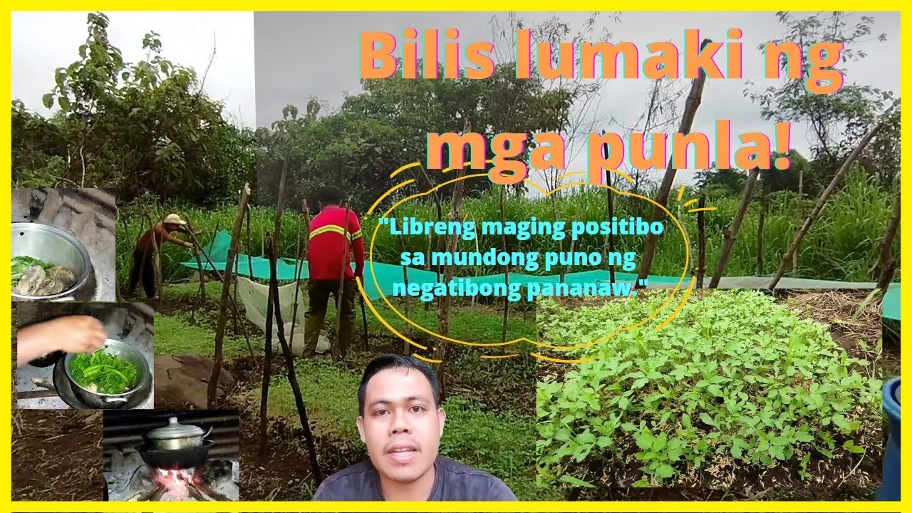 UPDATE SA MGA PUNLA NG KAMATIS | MASARAP NA TANGHALIAN SA PANAHONG ...
