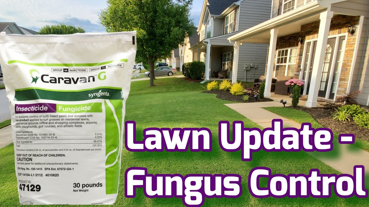 Lawn Update: Caravan-G Fungicide - YouTube