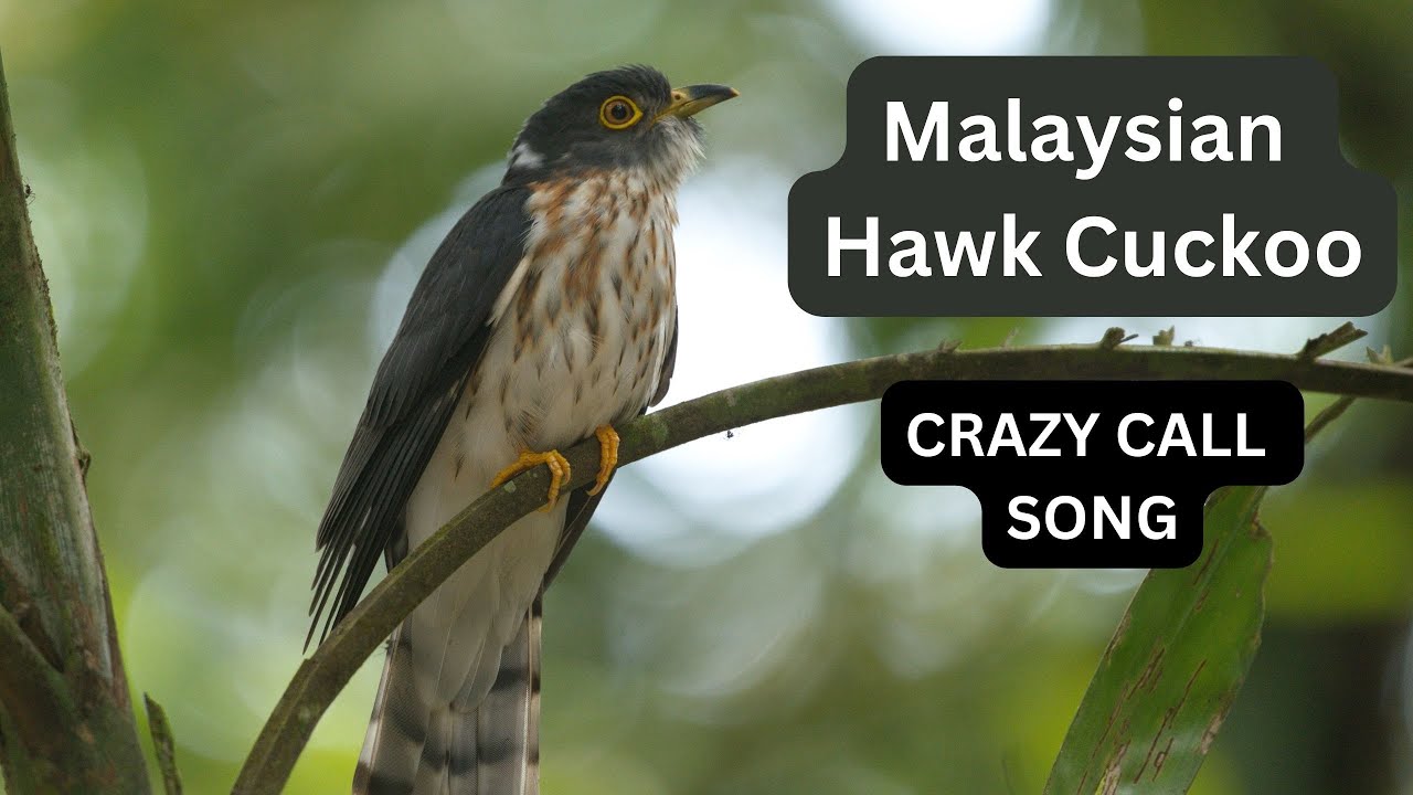 Malaysian Hawk Cuckoo call song - YouTube