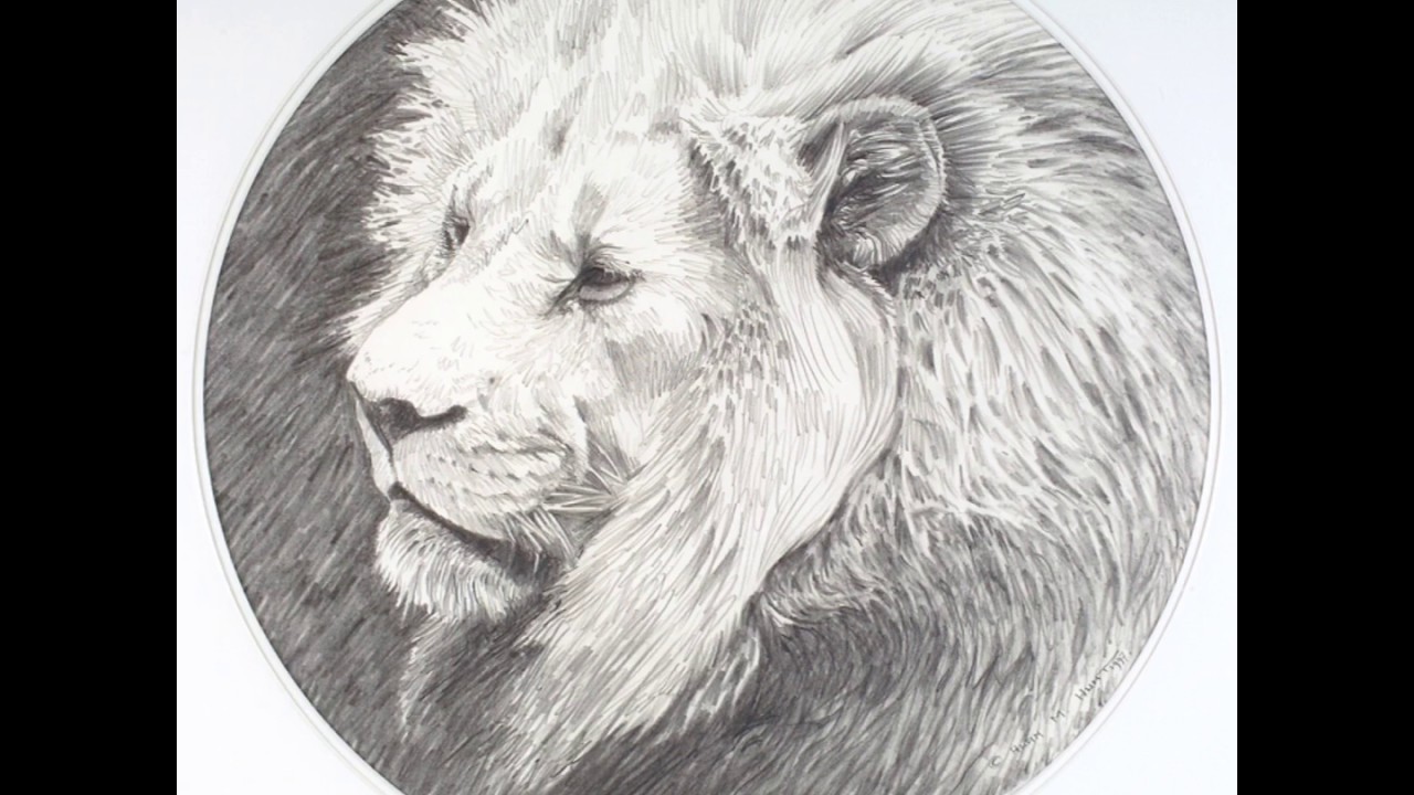 Wildlife Art Sketches and Pencil Drawings by Alan M Hunt - YouTube
